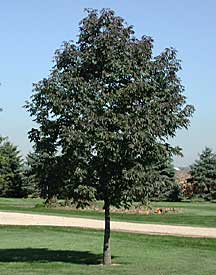 purple ash - Colorful Seasons