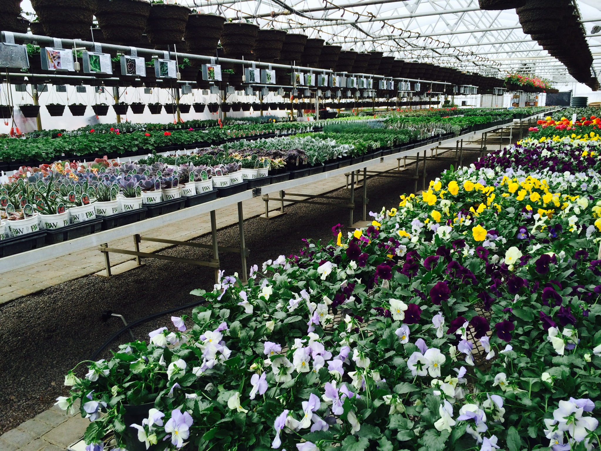 Greenhouse, Colorful Seasons Garden Center Alexandria MN