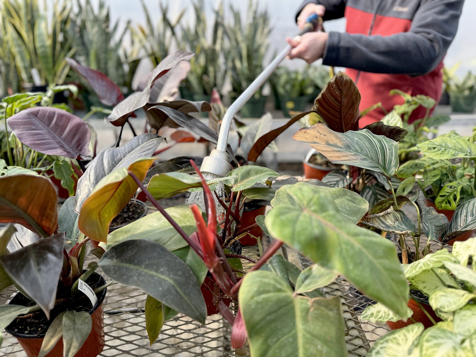 Watering 101 - Colorful Seasons